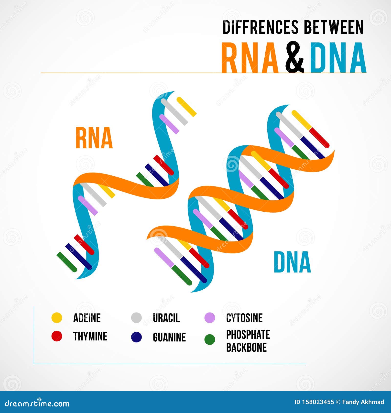 Differences Between Dna And Rna Vector Scientific Icon Spiral Of Dna