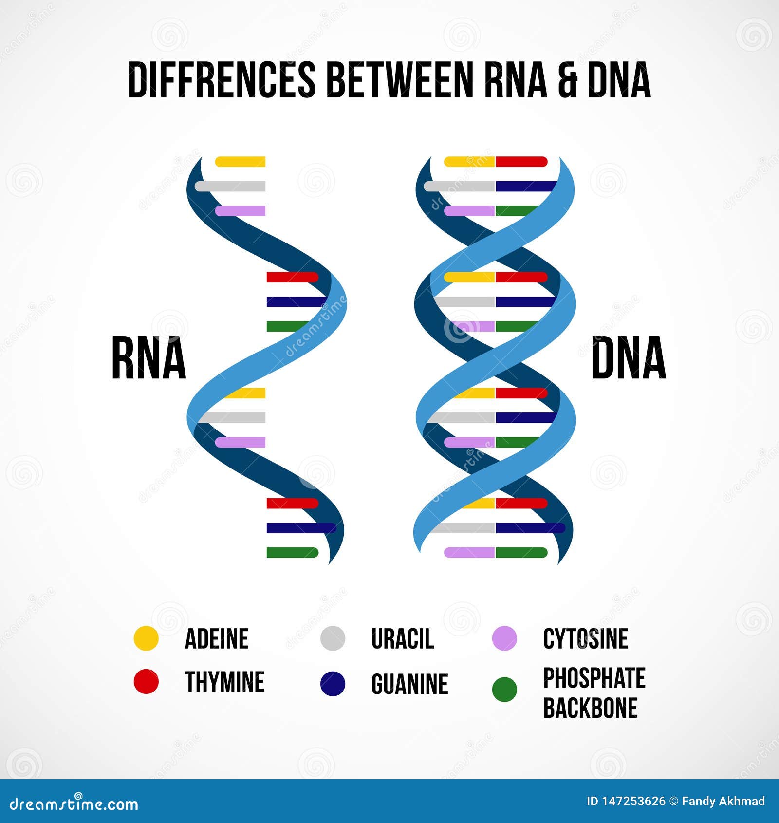Differences between Dna and Rna Stock Illustration - Illustration of ... Differences between Dna and Rna Stock Illustration - Illustration of ...