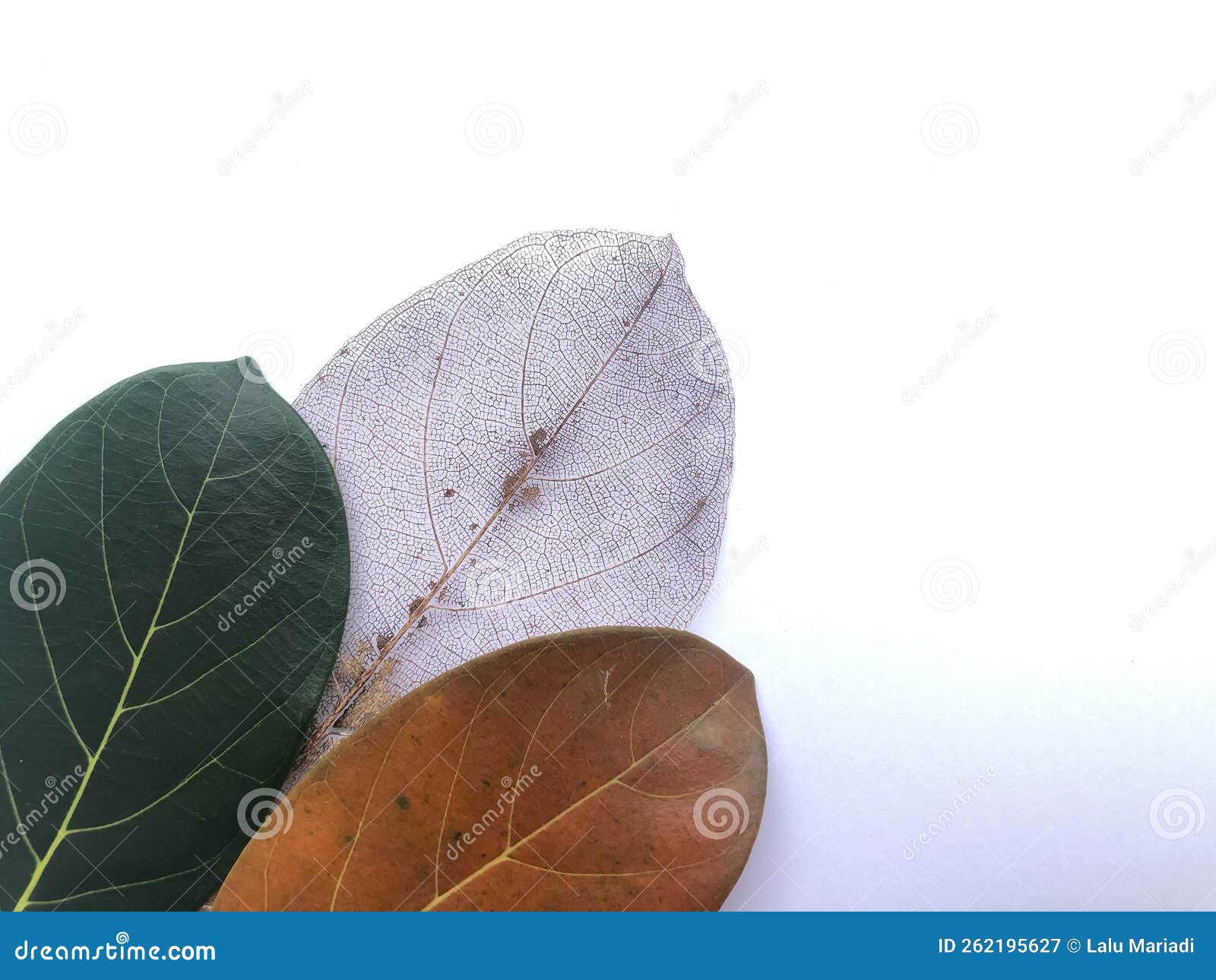 Differences of Jackfruit Leaves at Various Stageing Stock Image - Image ...