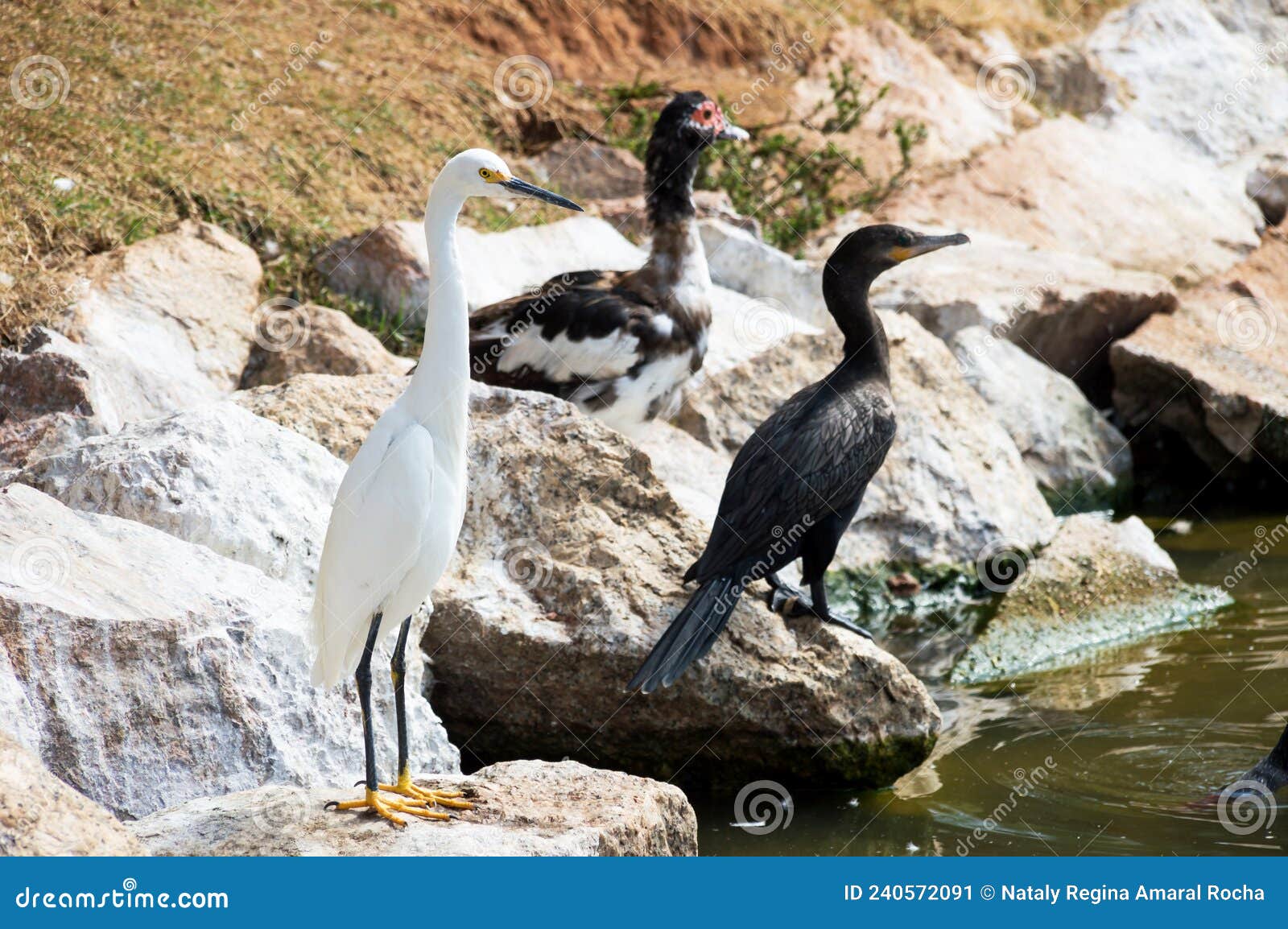 Three different birds stock image. Image of white, aquatic - 240572091