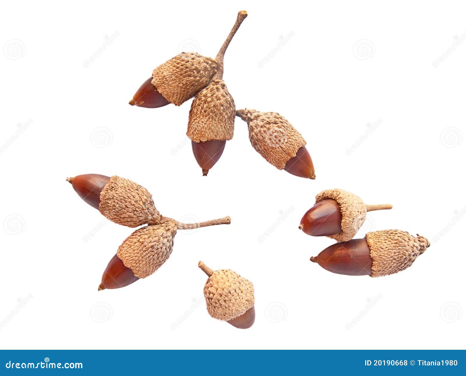 Different Acorns Isolated in White Stock Photo - Image of season ...