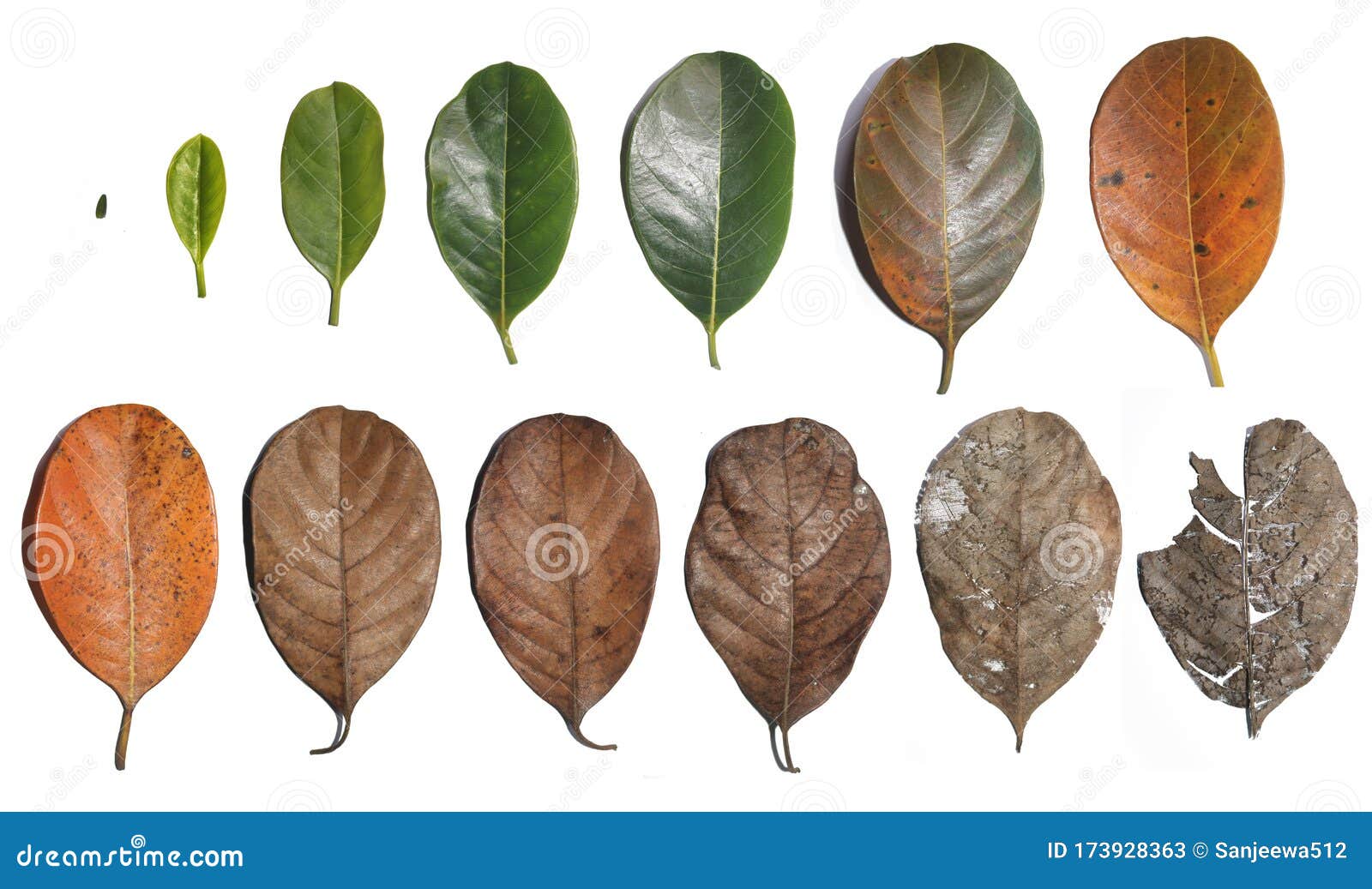 Different age of jack leaf stock image. Image of leaves - 173928363