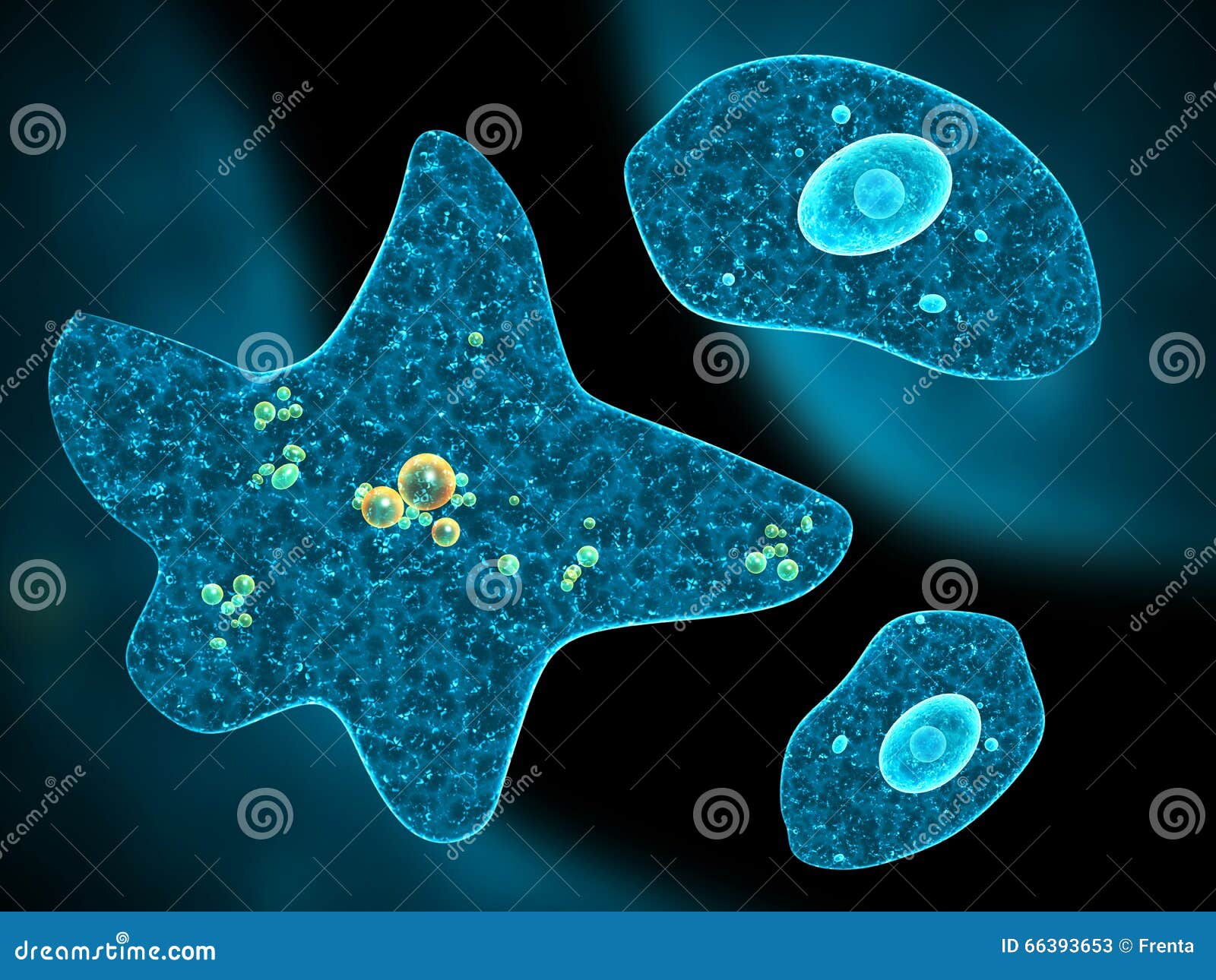 Different Amoebas on Abstract Background Stock Illustration ...