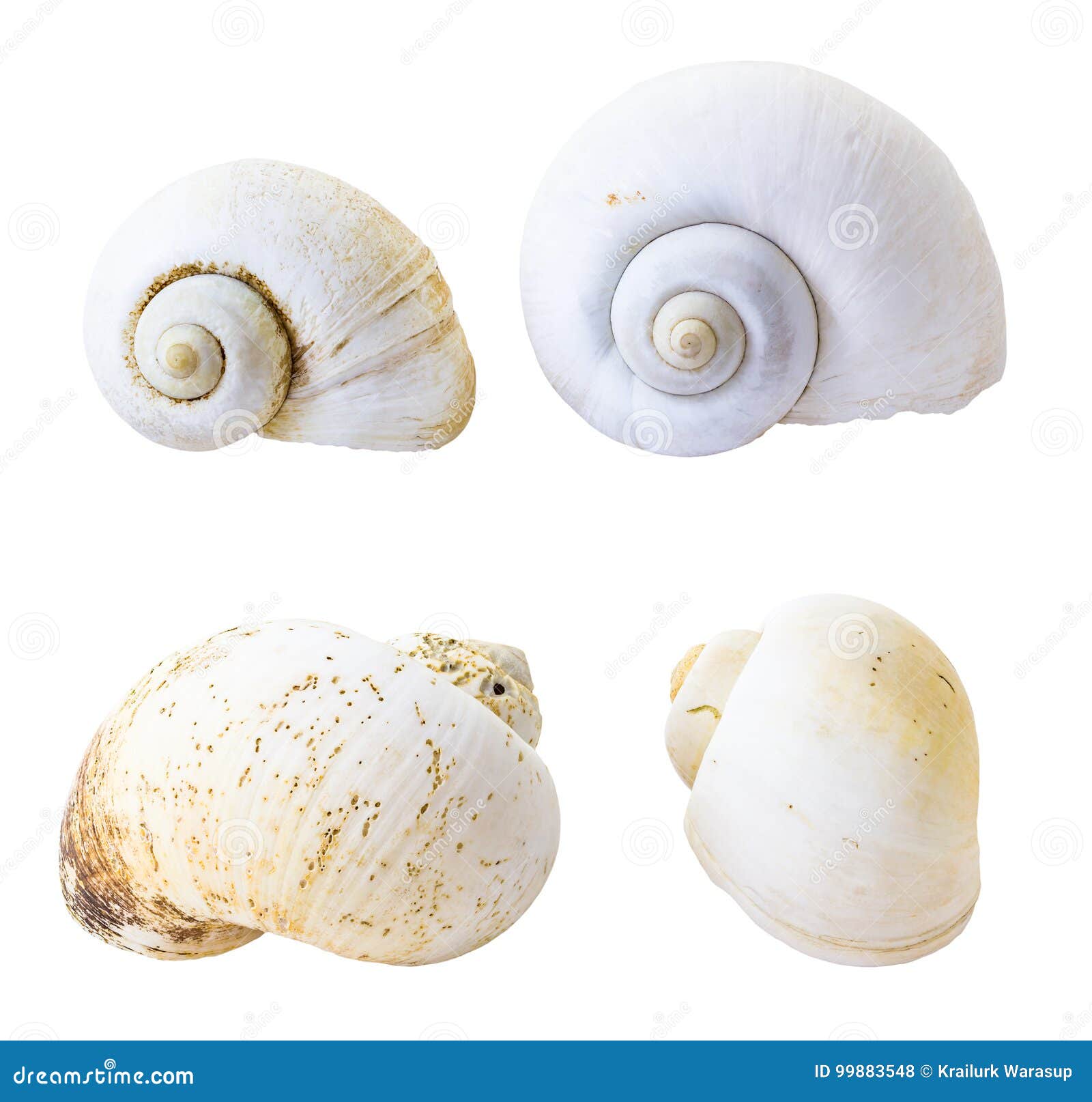 Seashell stock photo. Image of object, shape, decoration - 99883548