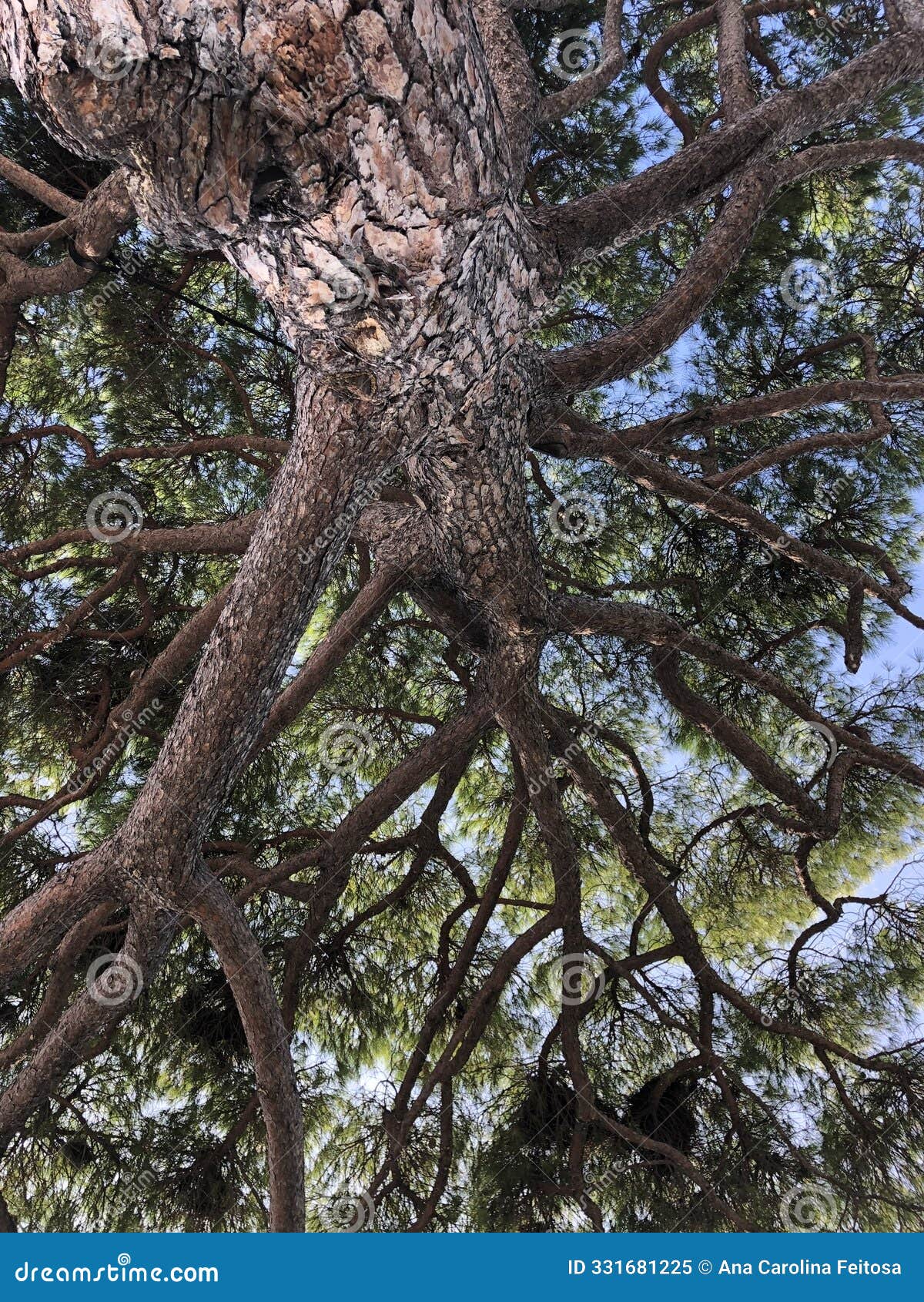 A Different Angle of a Tree with a Blue Sky and Green Leafs Stock Image ...