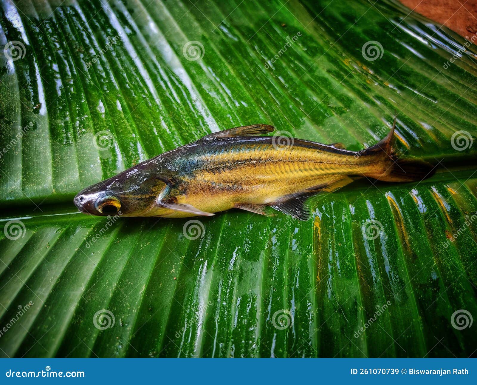 Different Angle View of Pangasius Fish on Green Banana Leaf Stock Image ...
