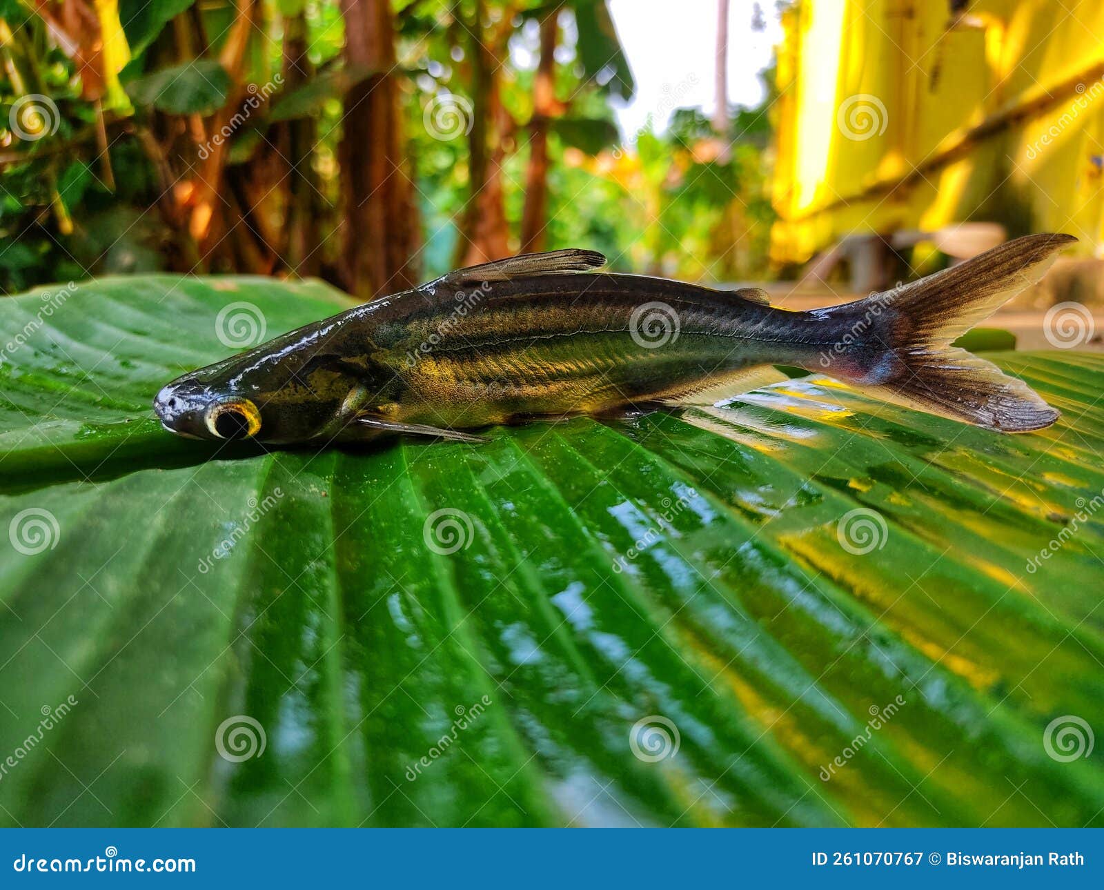 Different Angle View of Pangasius Fish on Green Banana Leaf Stock Image ...