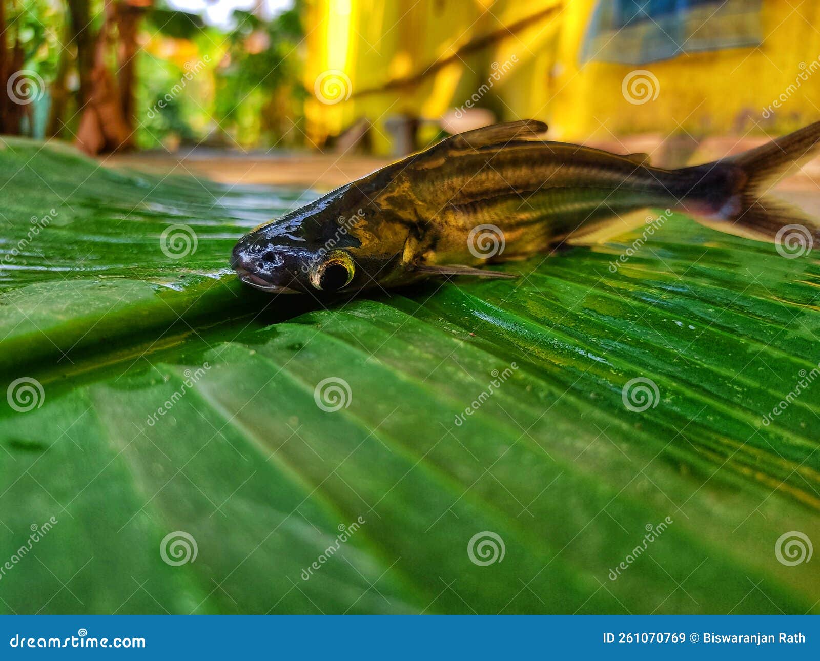 Different Angle View of Pangasius Fish on Green Banana Leaf Stock Image ...