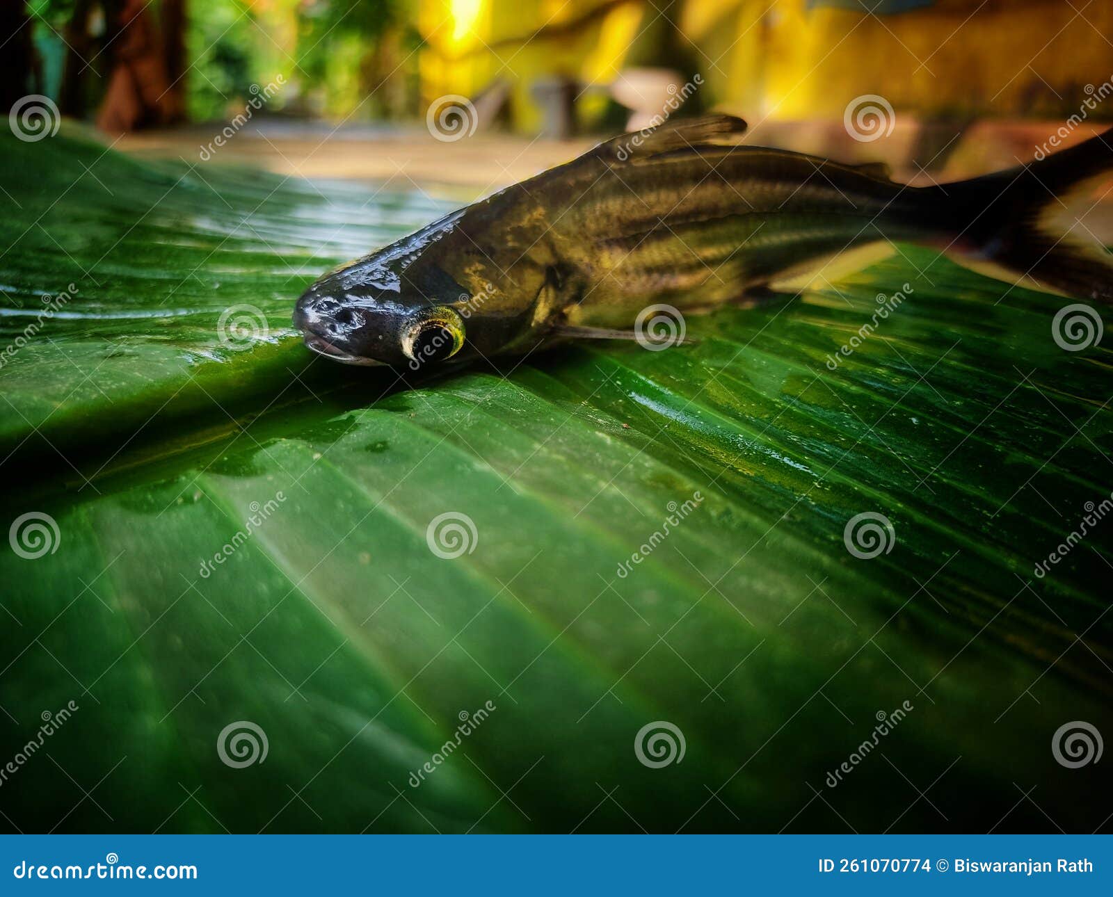 Different Angle View of Pangasius Fish on Green Banana Leaf Stock Photo ...