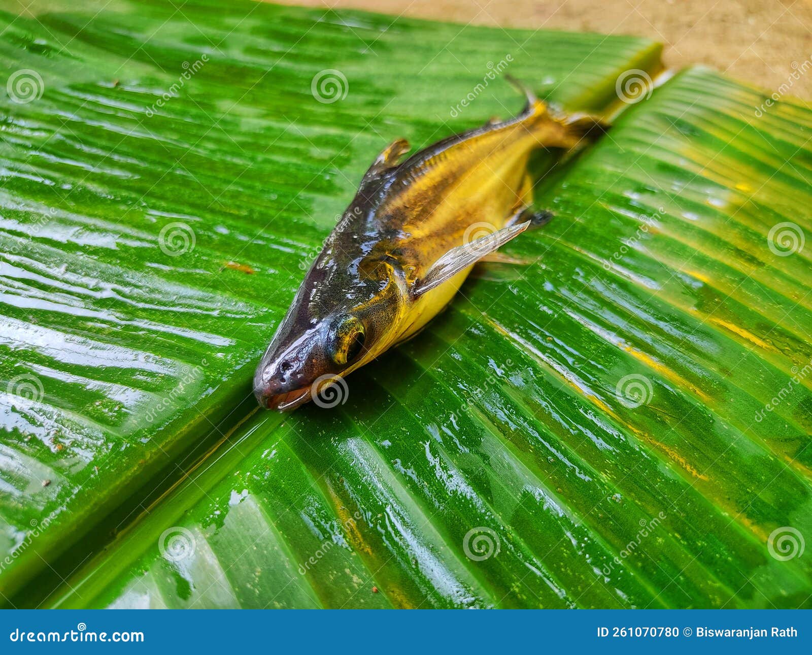 Different Angle View of Pangasius Fish on Green Banana Leaf Stock Photo ...