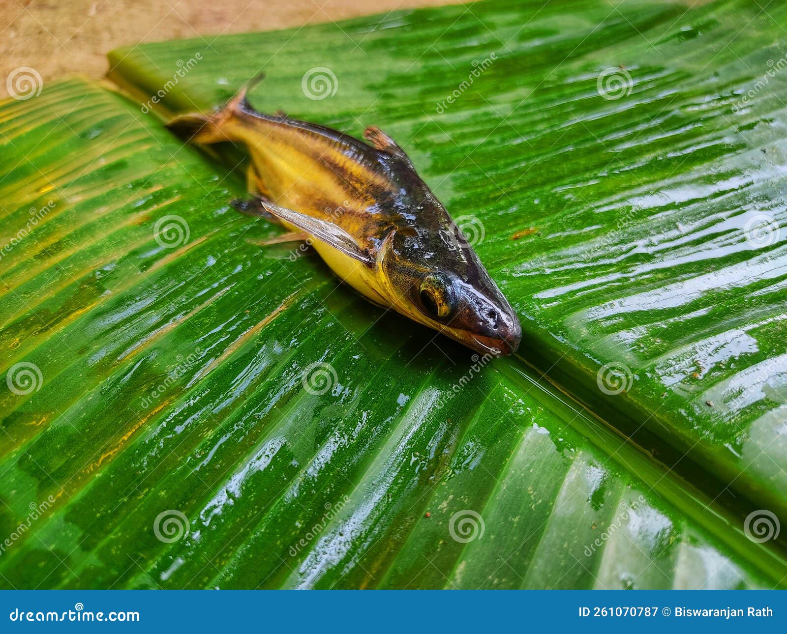 Different Angle View of Pangasius Fish on Green Banana Leaf Stock Image ...