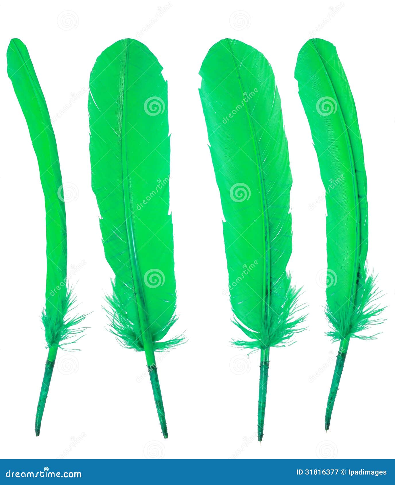 Different Angles of Green Goose Feather Collection Stock Image - Image ...