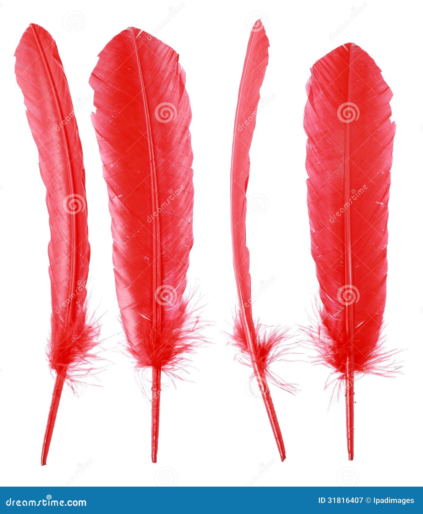 Different Angles of Red Goose Feather Collection Stock Image - Image of ...