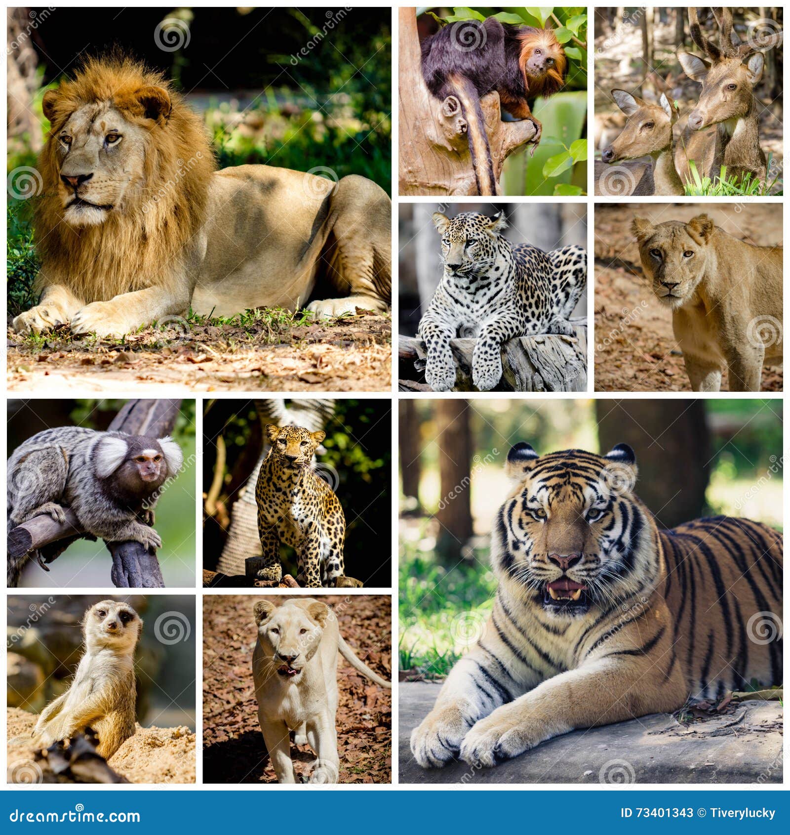 Different animal collage stock image. Image of carnivore - 73401343