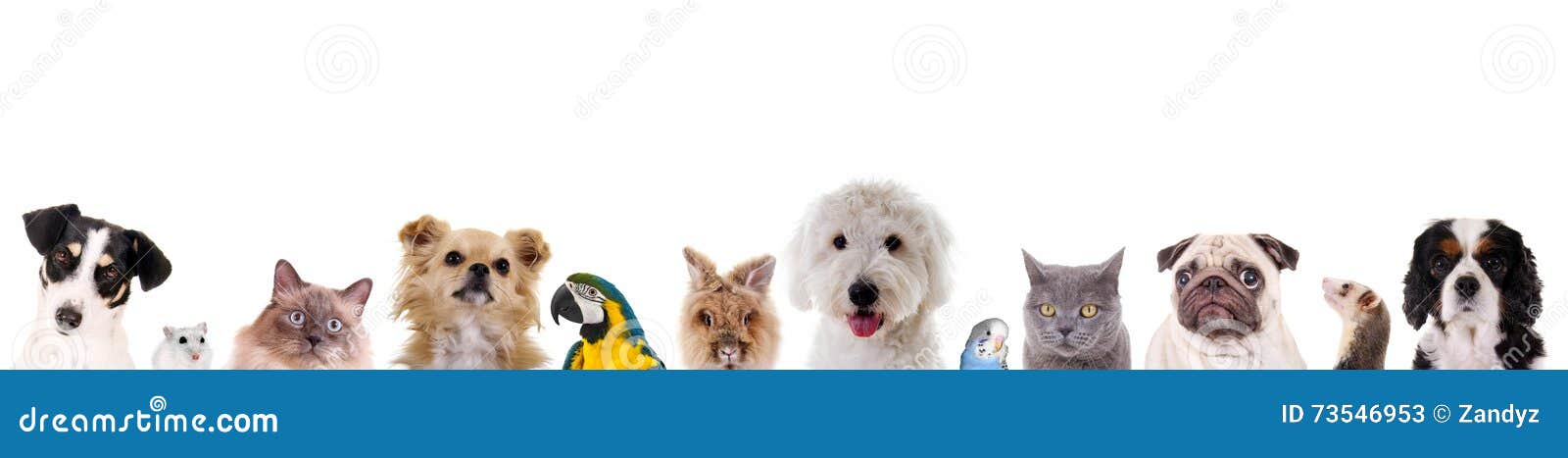 8,054 Animals Row Stock Photos - Free & Royalty-Free Stock Photos from ...