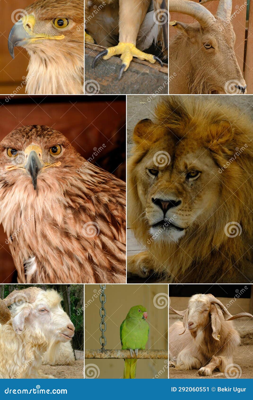 Different animals collage stock image. Image of duck - 292060551