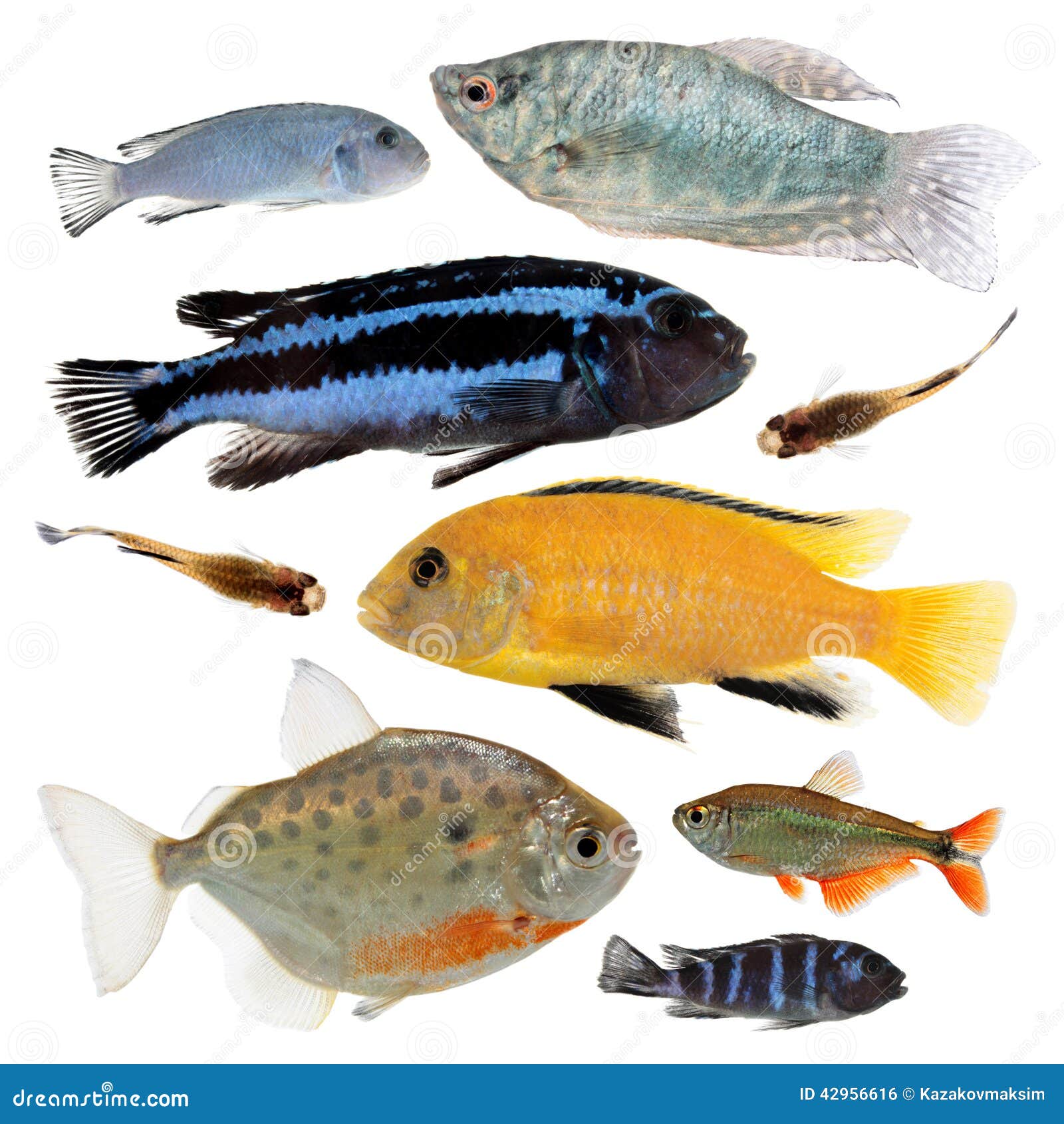 Different Aquarium Fishes Isolated on White Stock Photo - Image of ...