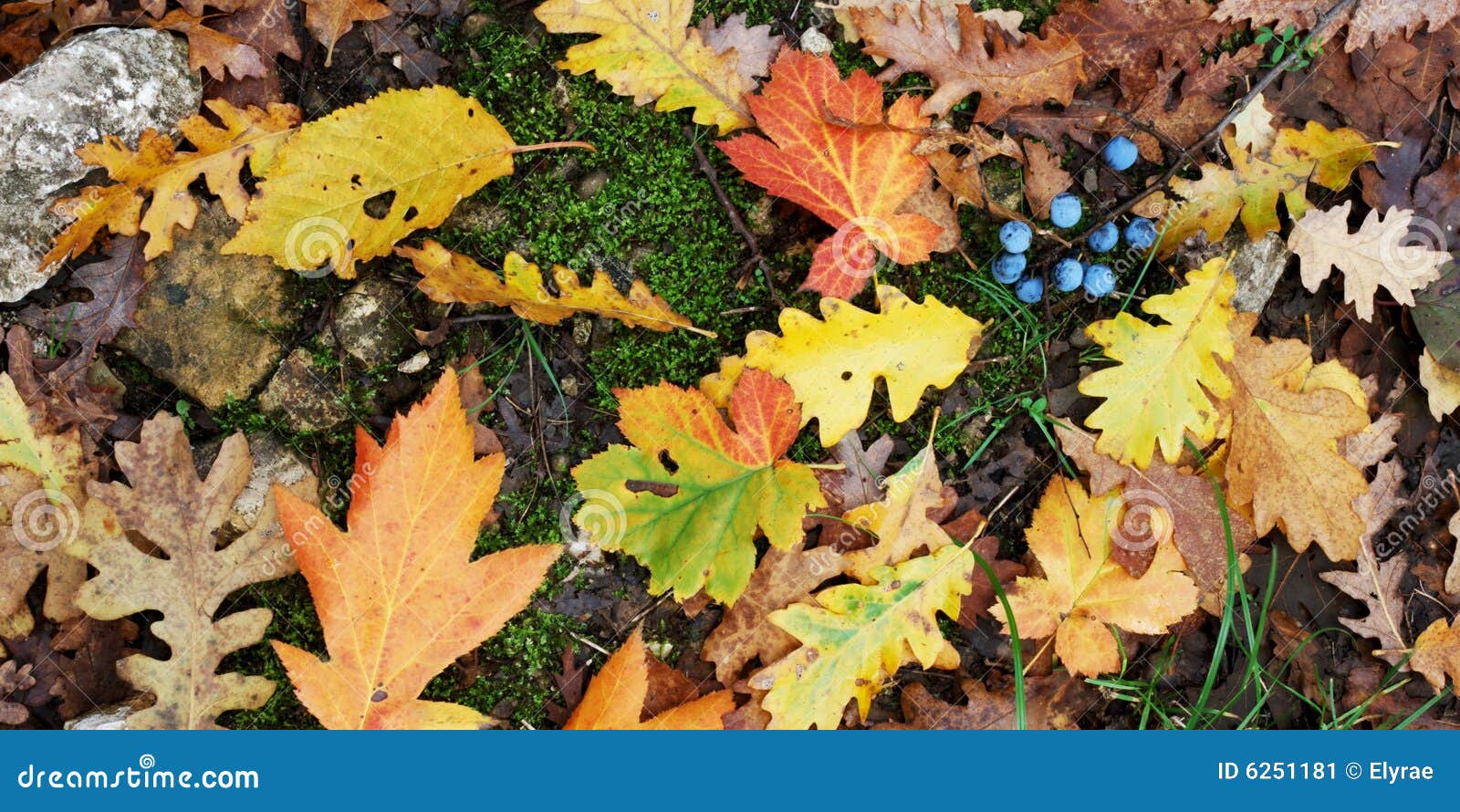 Different Autumn Leaves stock image. Image of overhead - 6251181