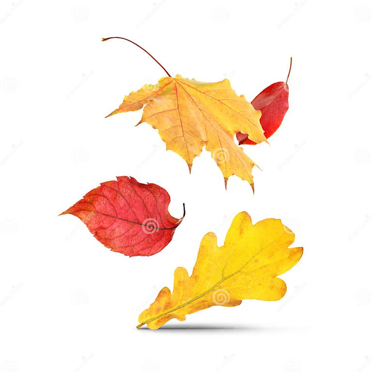 Different Autumn Leaves Falling on White Background Stock Illustration ...