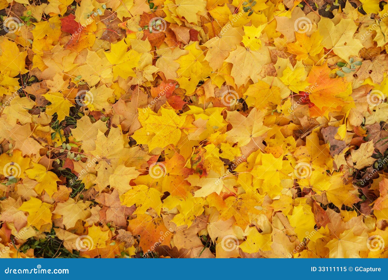 Different autumn leaves stock image. Image of autumn - 33111115