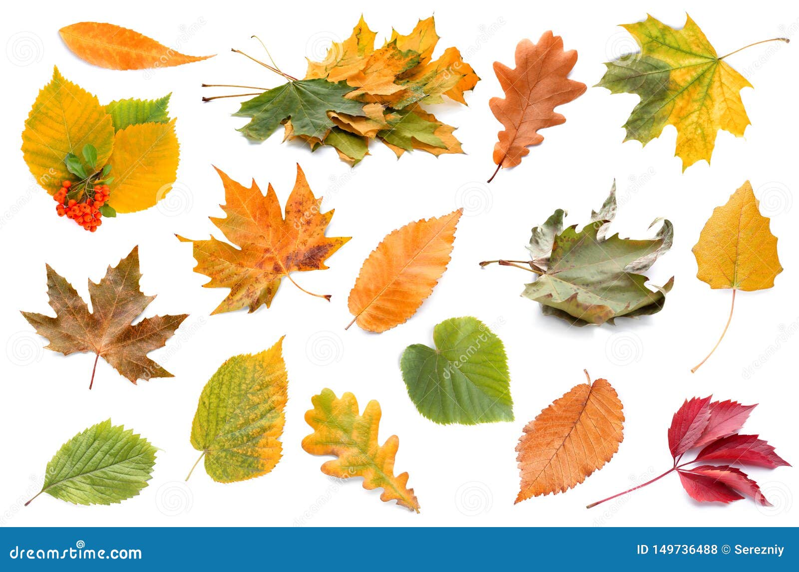 Different Autumn Leaves on White Background Stock Photo - Image of ...