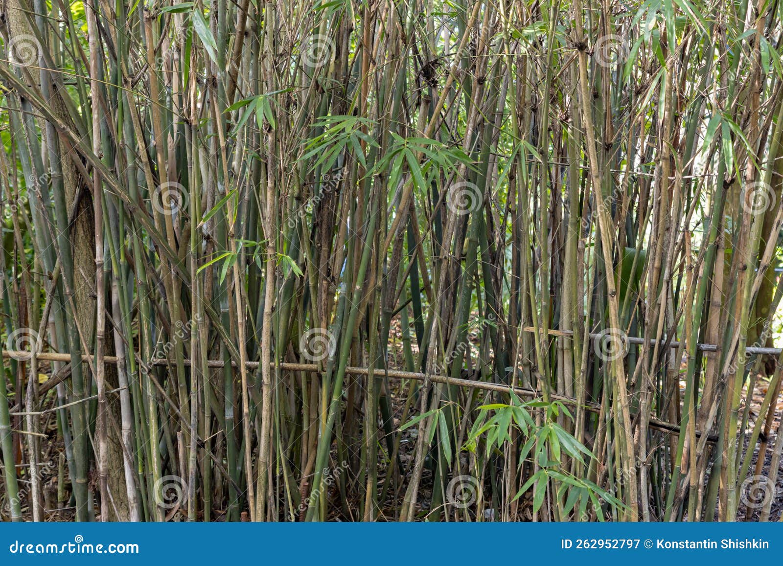 Different Bamboo Stems in a Green Garden Stock Image - Image of wood ...