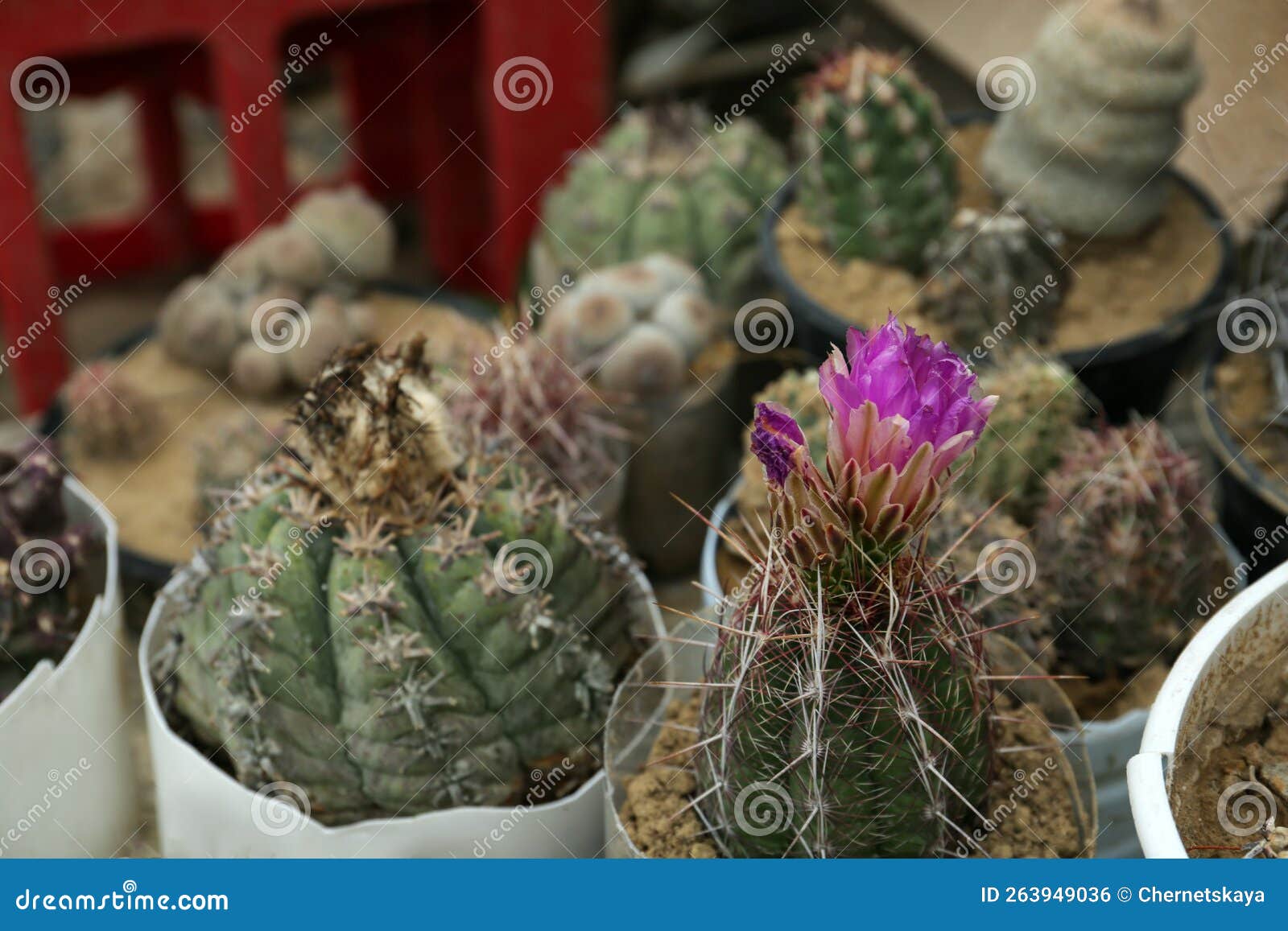 Different Beautiful Cacti in Pots Outdoors, Closeup View Stock Photo ...