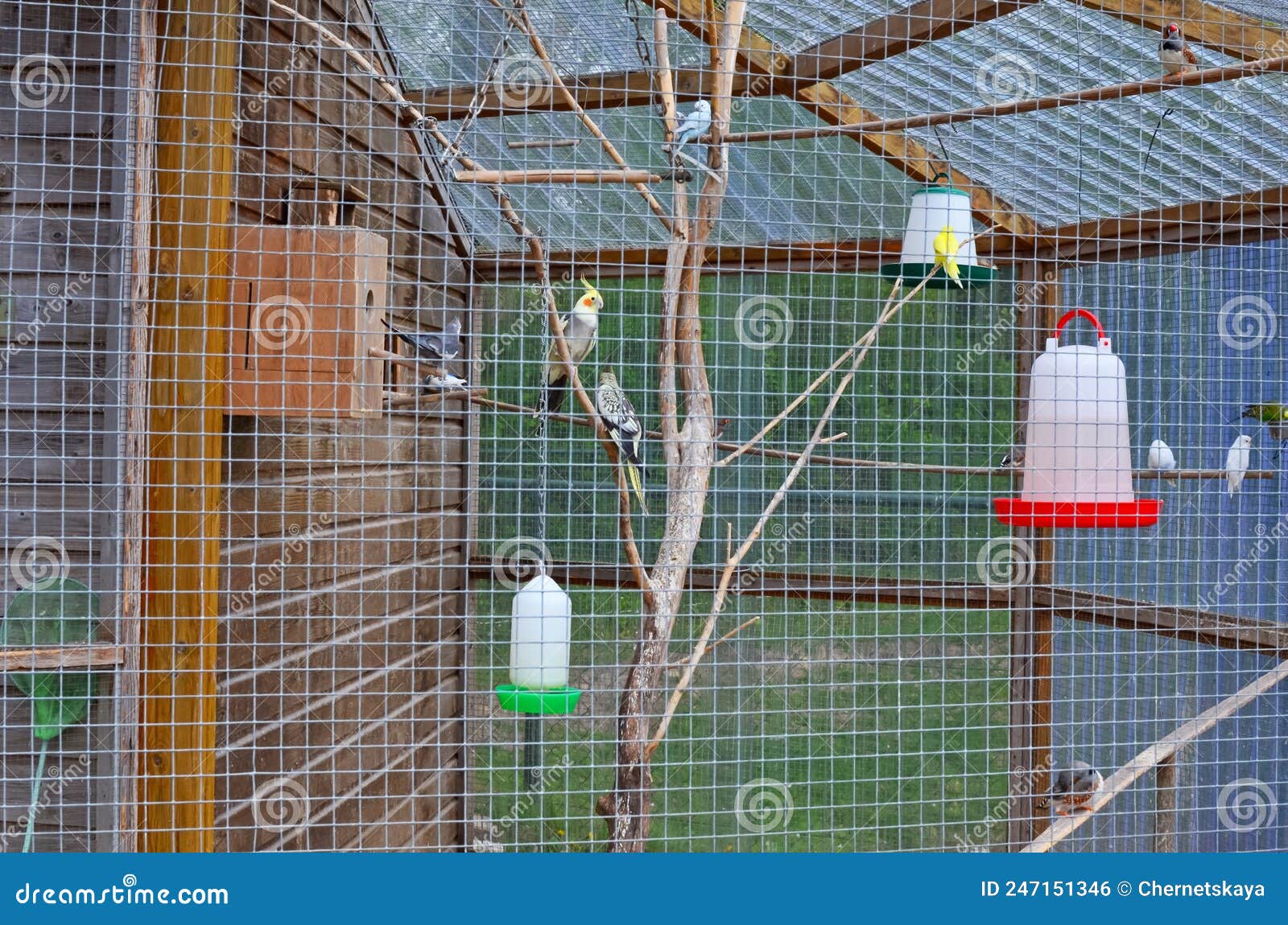 Different Beautiful Exotic Birds in Outdoor Aviary Stock Photo - Image ...