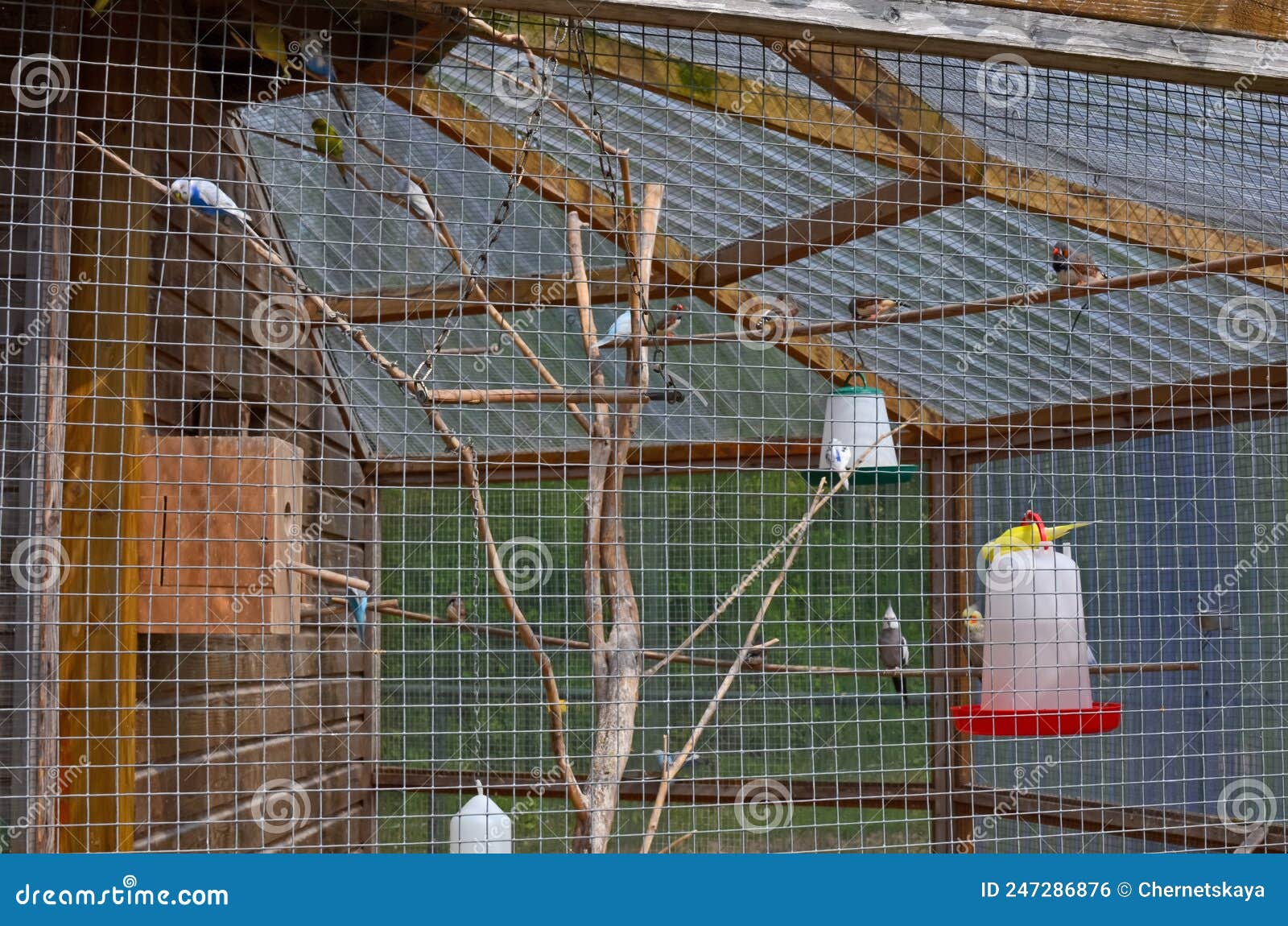 Different Beautiful Exotic Birds in Outdoor Aviary Stock Photo - Image ...