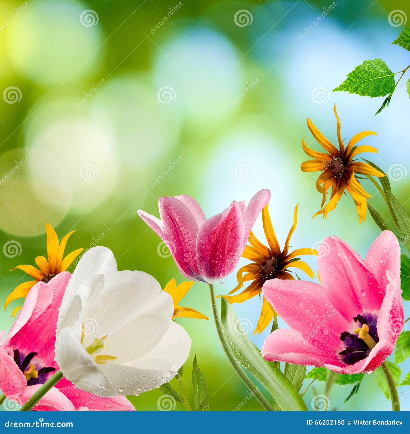 Different Beautiful Flowers Stock Photo - Image of lawn, celebrate ...