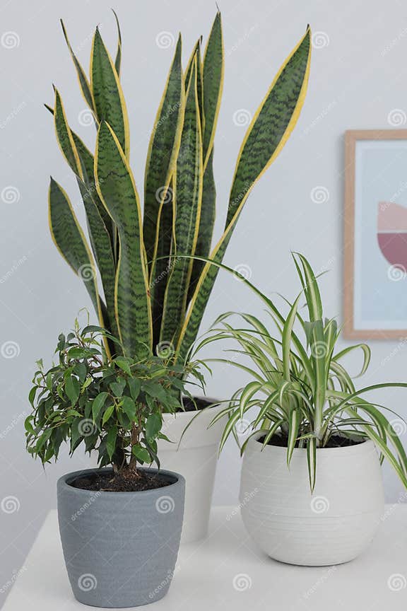 Different Beautiful House Plants on White Table Stock Image - Image of ...