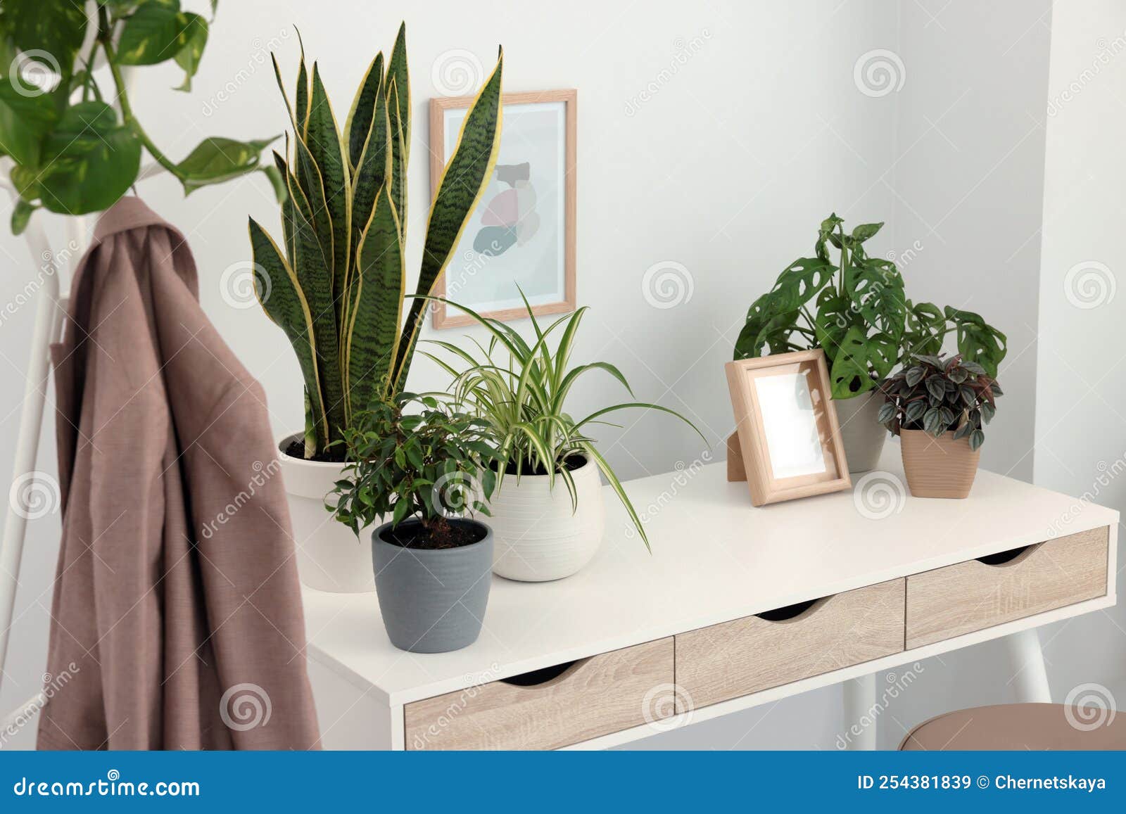 Different Beautiful House Plants on Table Indoors Stock Image - Image ...