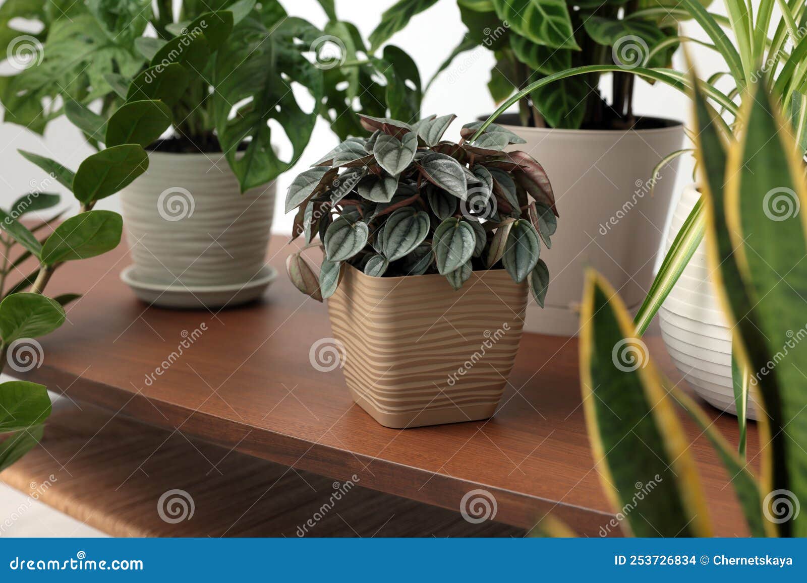 Different Beautiful House Plants on Wooden Table, Closeup Stock Photo ...