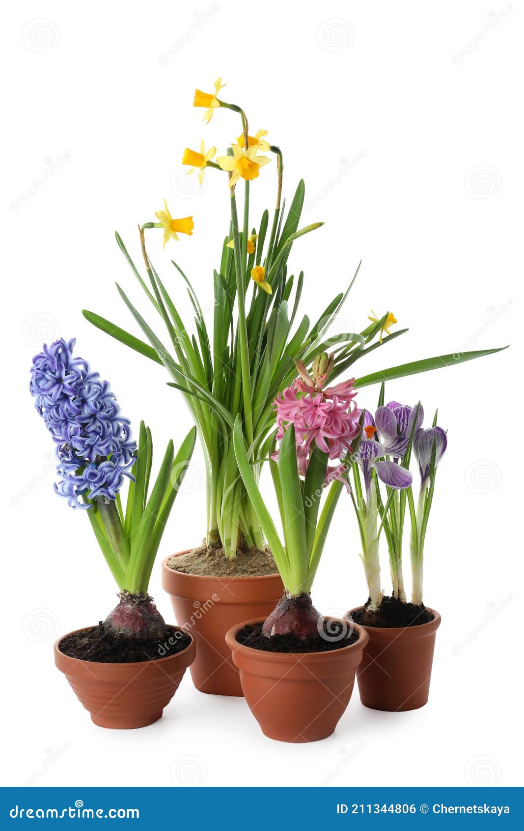 Different Beautiful Potted Flowers on White Background Stock Photo ...