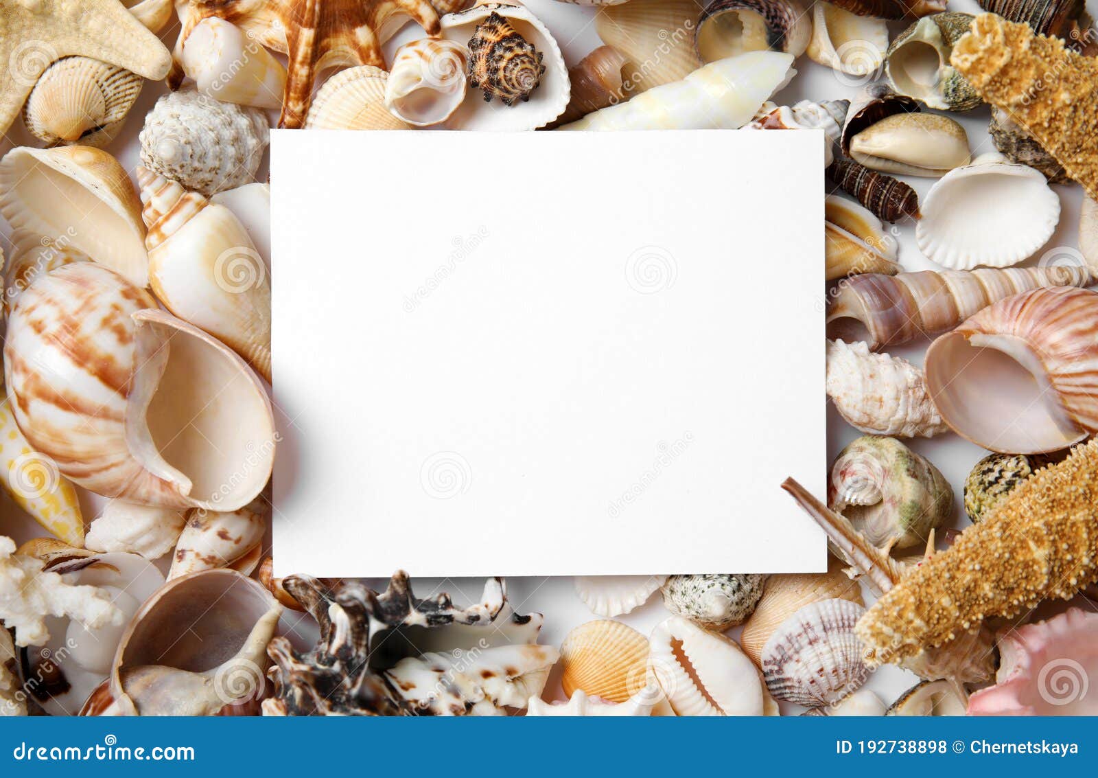 Different Beautiful Sea Shells and Blank Card. Space for Text Stock ...