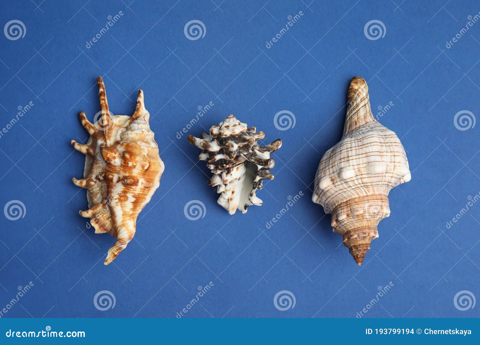 Different Beautiful Sea Shells on Background, Flat Lay Stock Photo ...