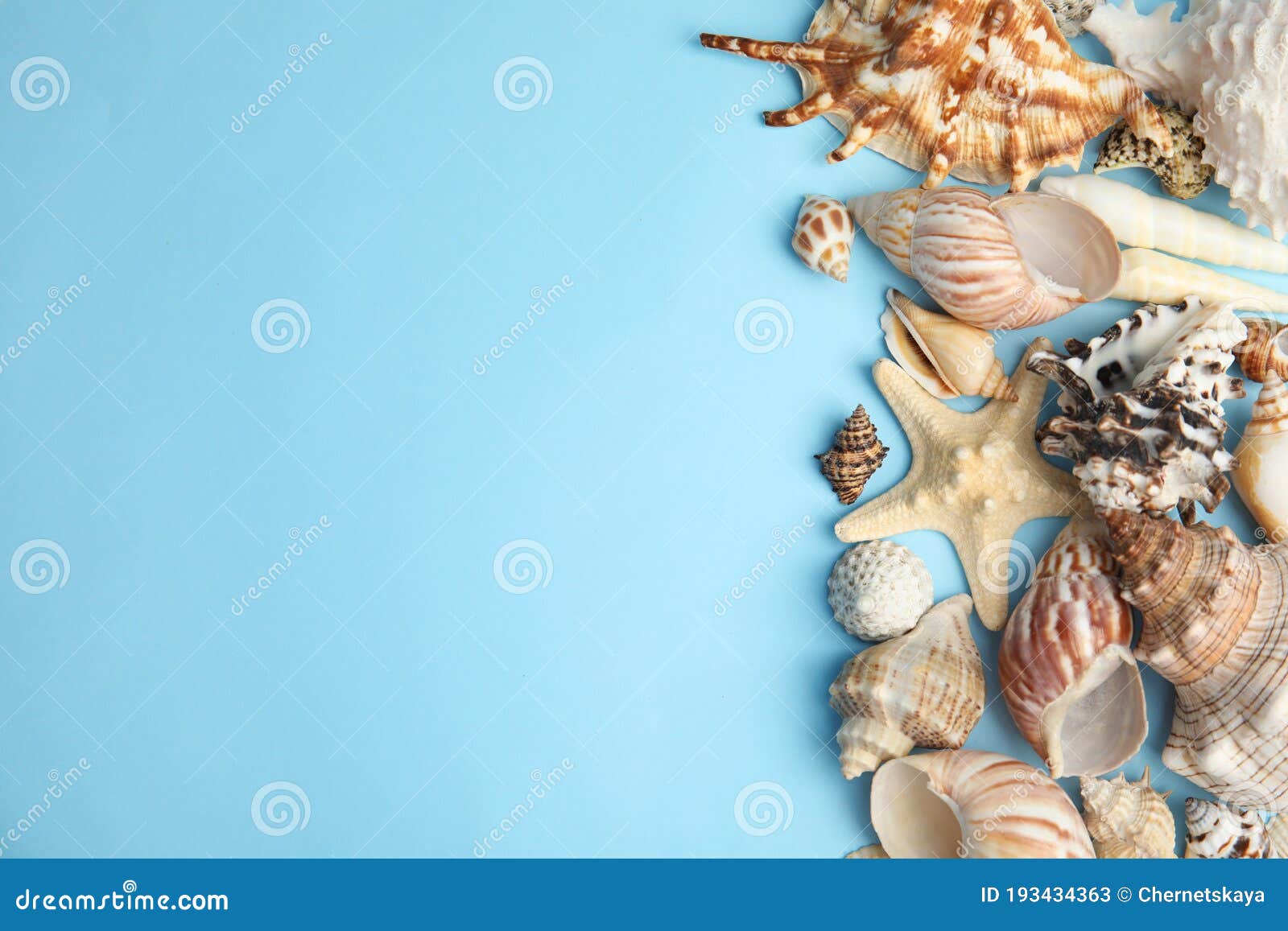 Different Beautiful Sea Shells on Blue Background, Flat Lay. Space for ...