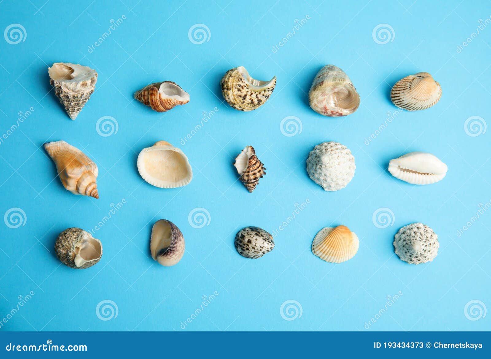 Different Beautiful Sea Shells on Blue Background, Flat Lay Stock Image ...