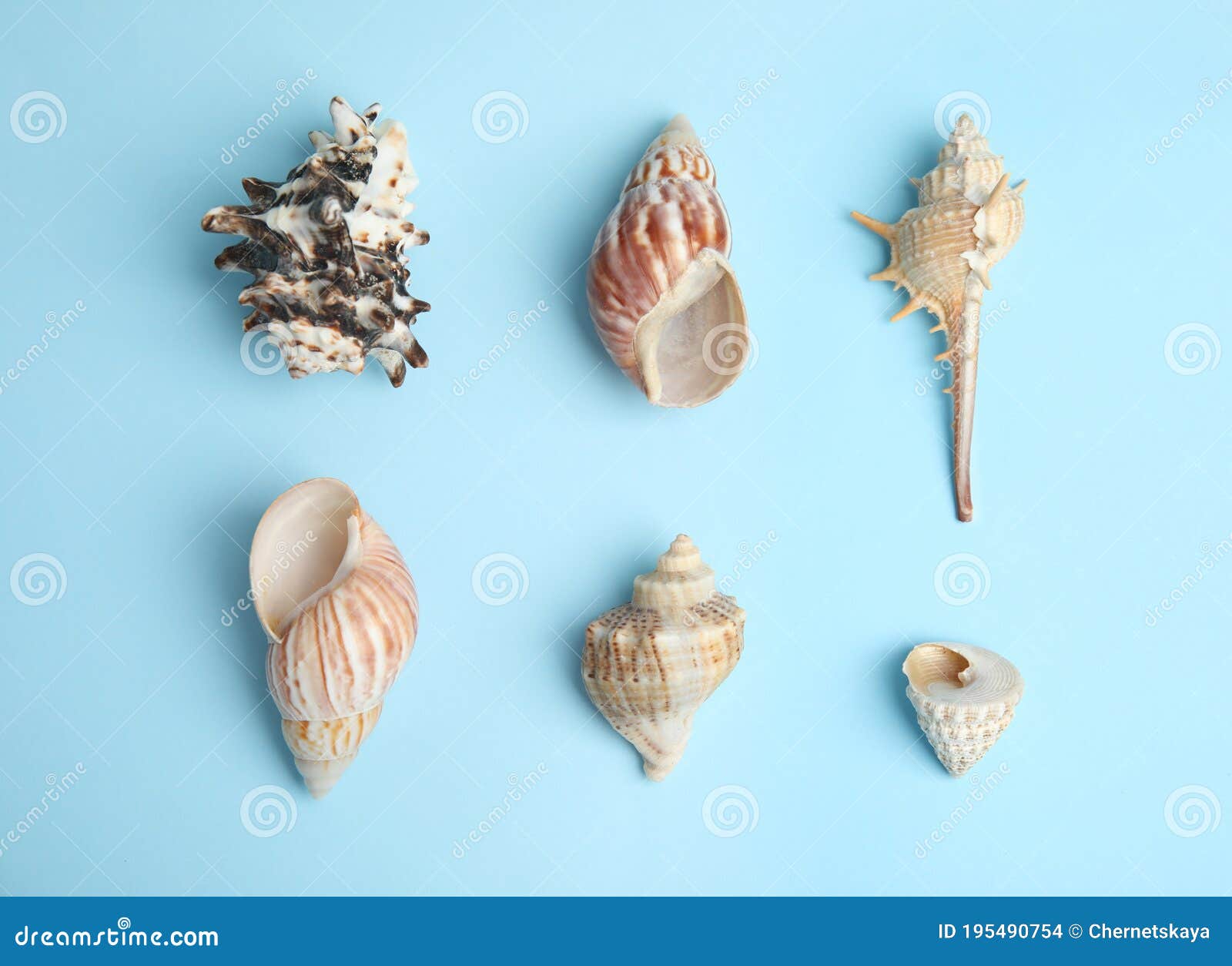 Different Beautiful Sea Shells on Light Blue Background, Flat Lay Stock ...