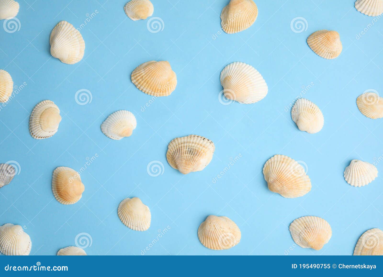 Different Beautiful Sea Shells on Light Blue Background, Flat Lay Stock ...