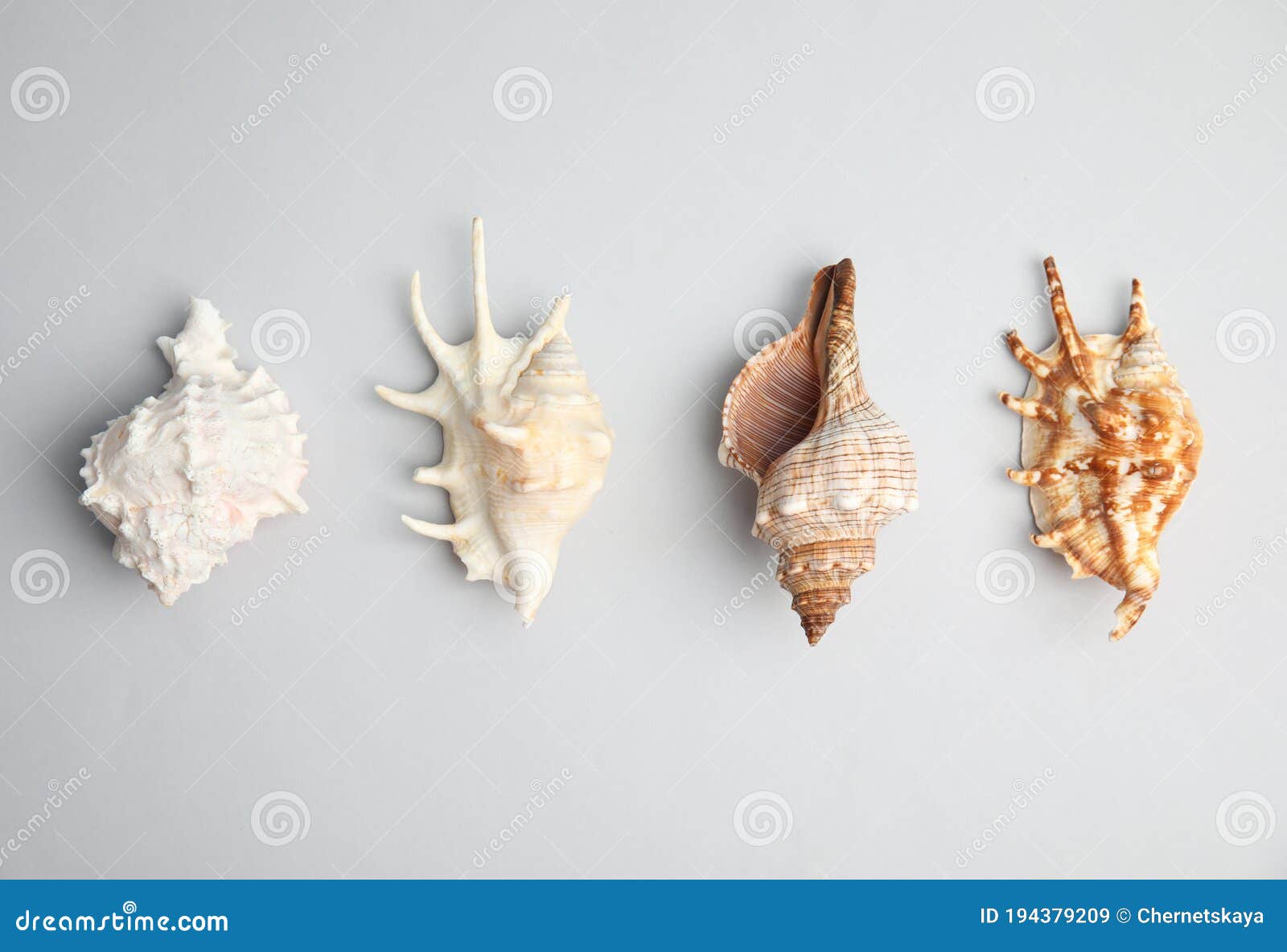 Different Beautiful Sea Shells on Grey Background, Flat Lay Stock Image ...