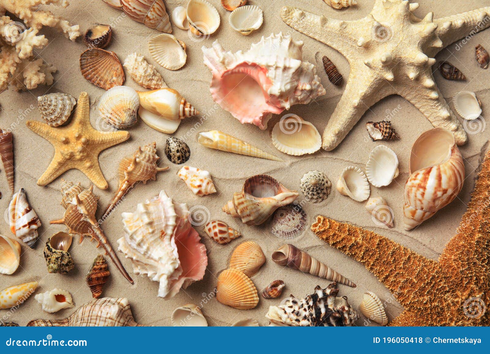 Different Beautiful Sea Shells on Sand, Flat Lay Stock Photo - Image of ...