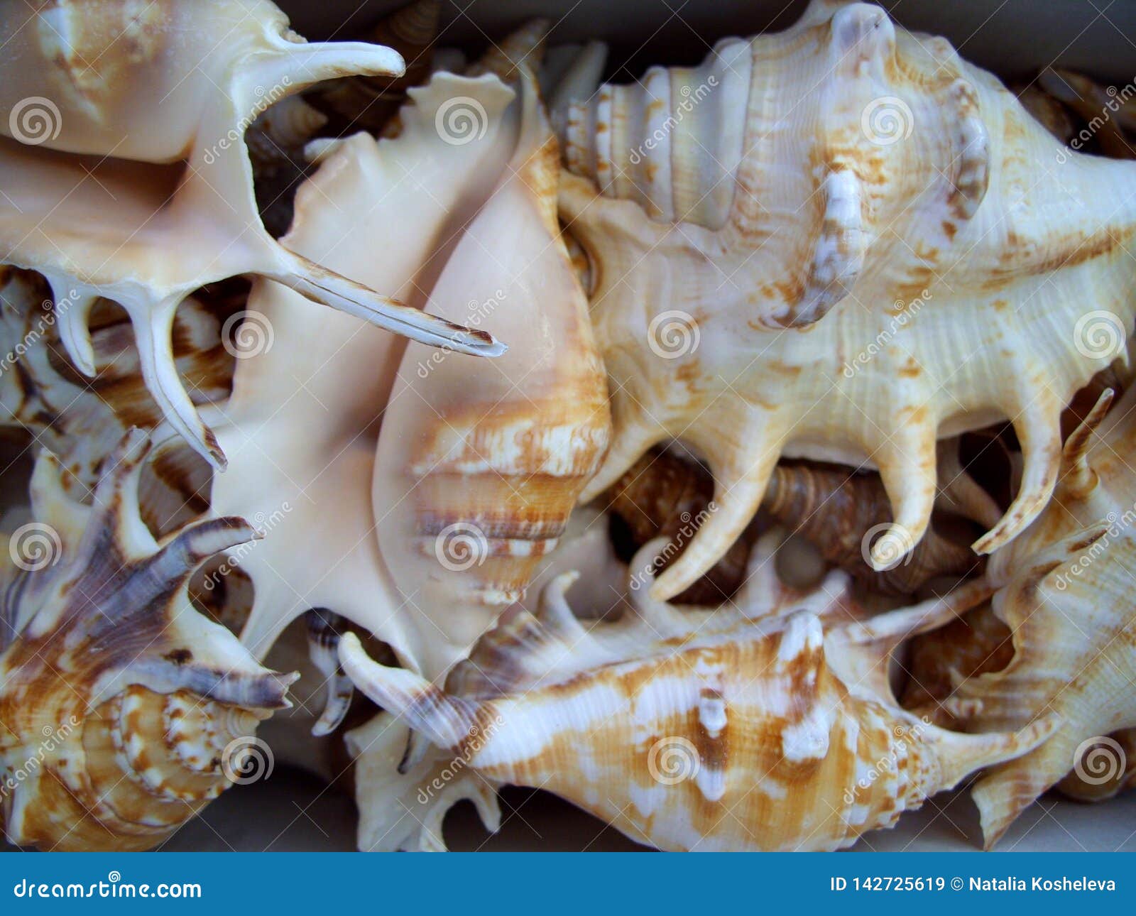 Seashells stock image. Image of sharp, shore, mussel - 142725619