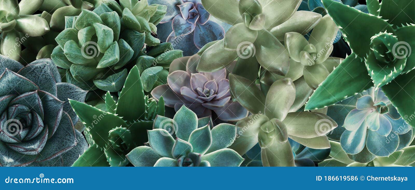 Different Beautiful Succulents As Background. Banner Design Stock Photo ...