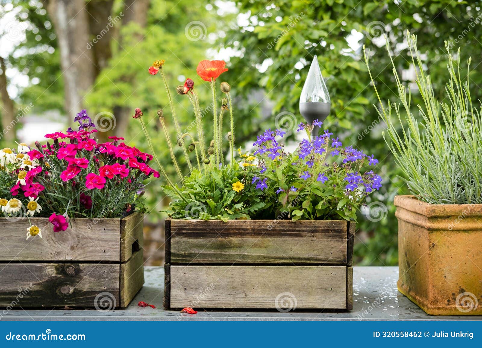Different Bee-friendly Flowers in Wooden Box on Balcony Stock Photo ...