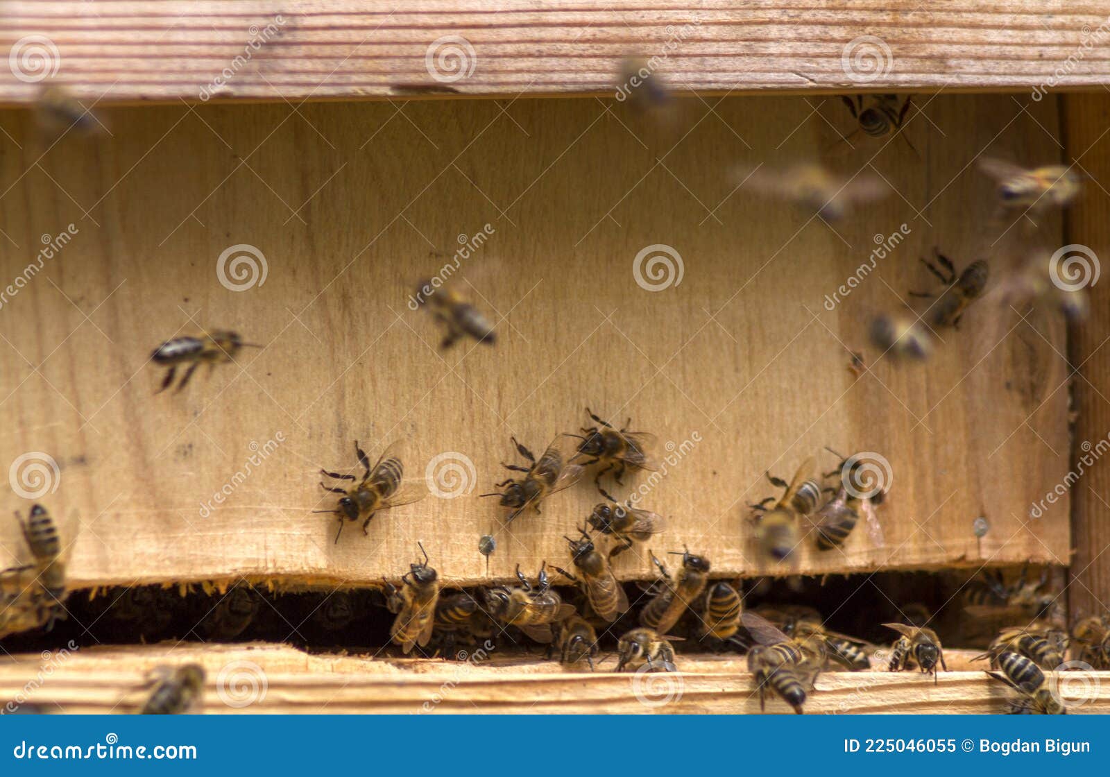 Different Bees Climb Out and Climb into the Gap Stock Image - Image of ...