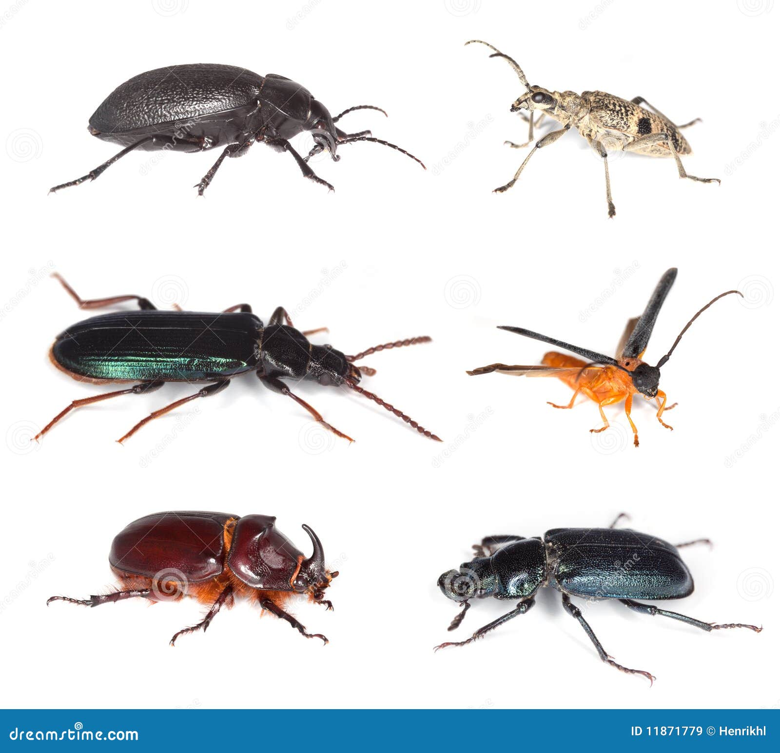 Different Beetles Isolated On White Background. Stock Photo ...