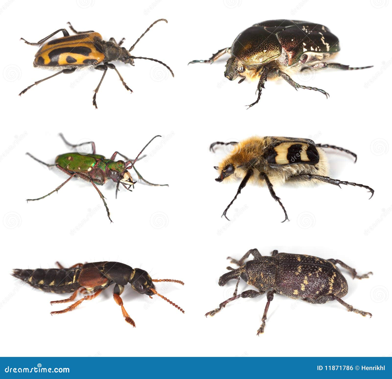 Different Beetles Isolated On White Background. Stock Photo ...