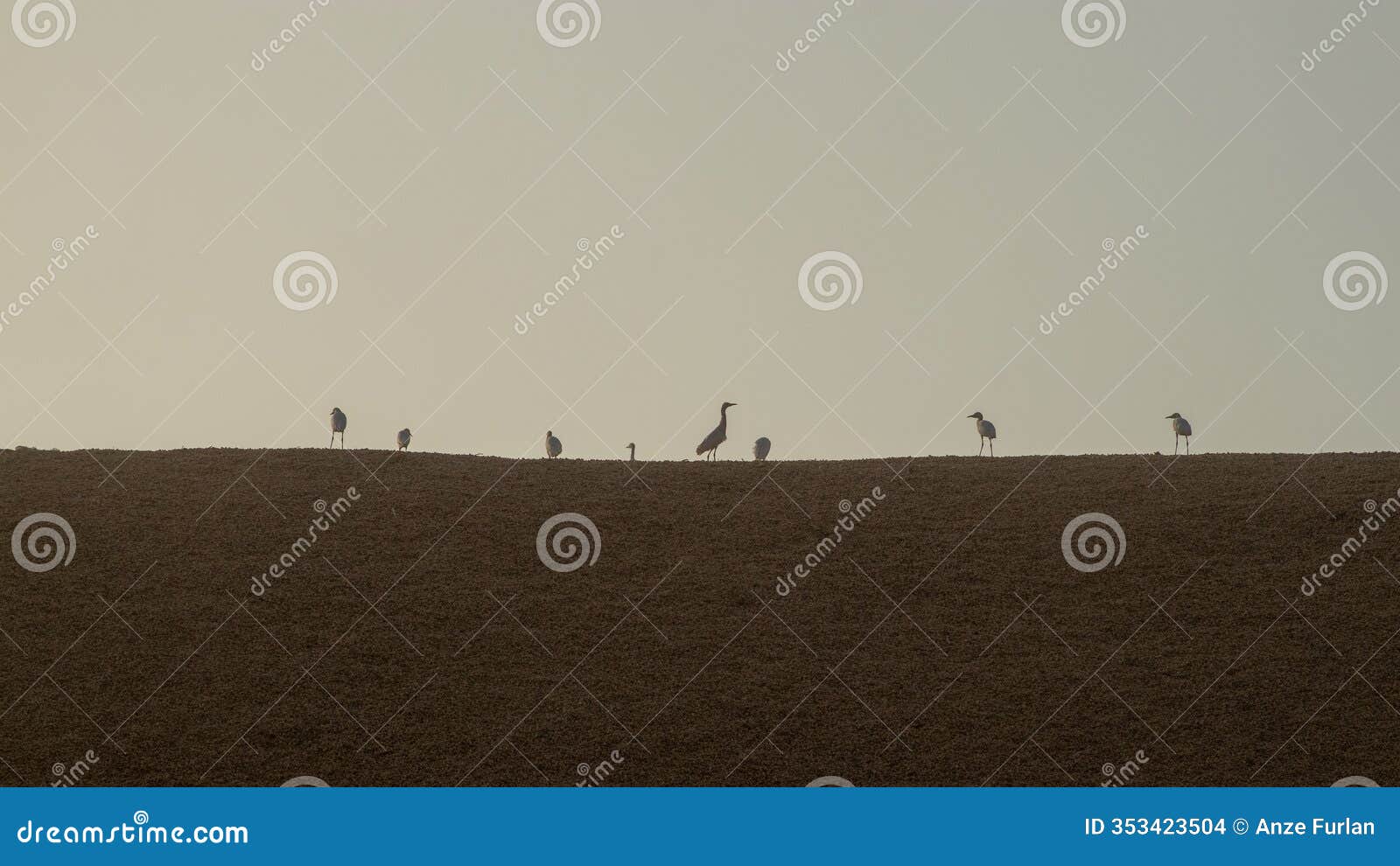 Different Birds Standing in a Row on Top of a Wall or Sandy Field ...