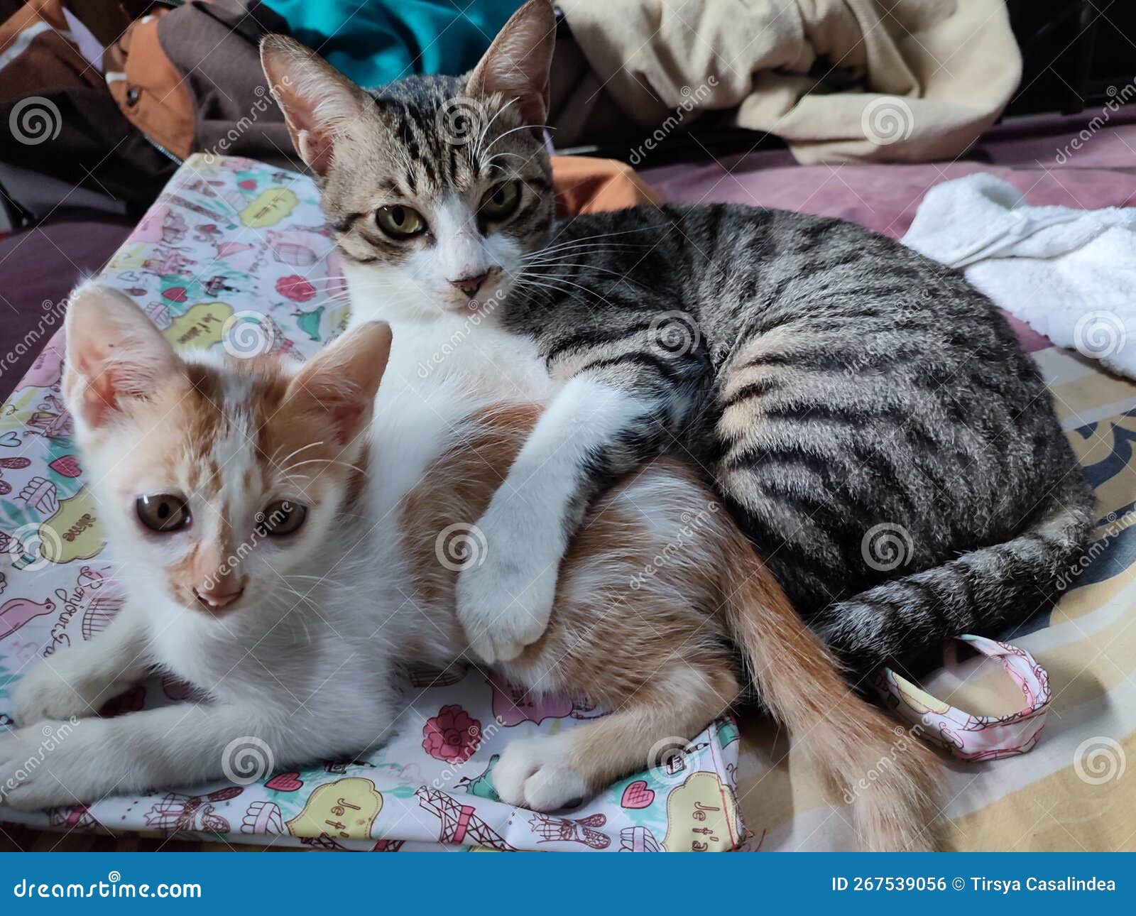 We are Different but we are Brothers Stock Photo - Image of skin ...